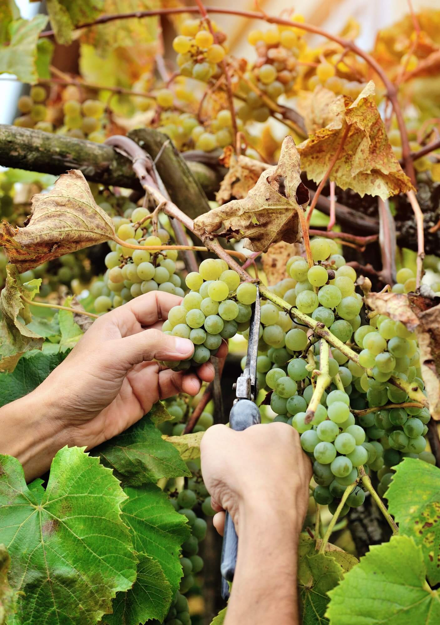 Vineyards - ROCA VIVA WINES